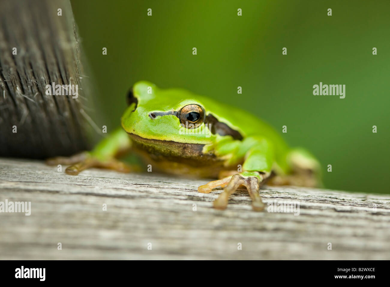 Small tree frog sitting on a reed Stock Photo - Alamy