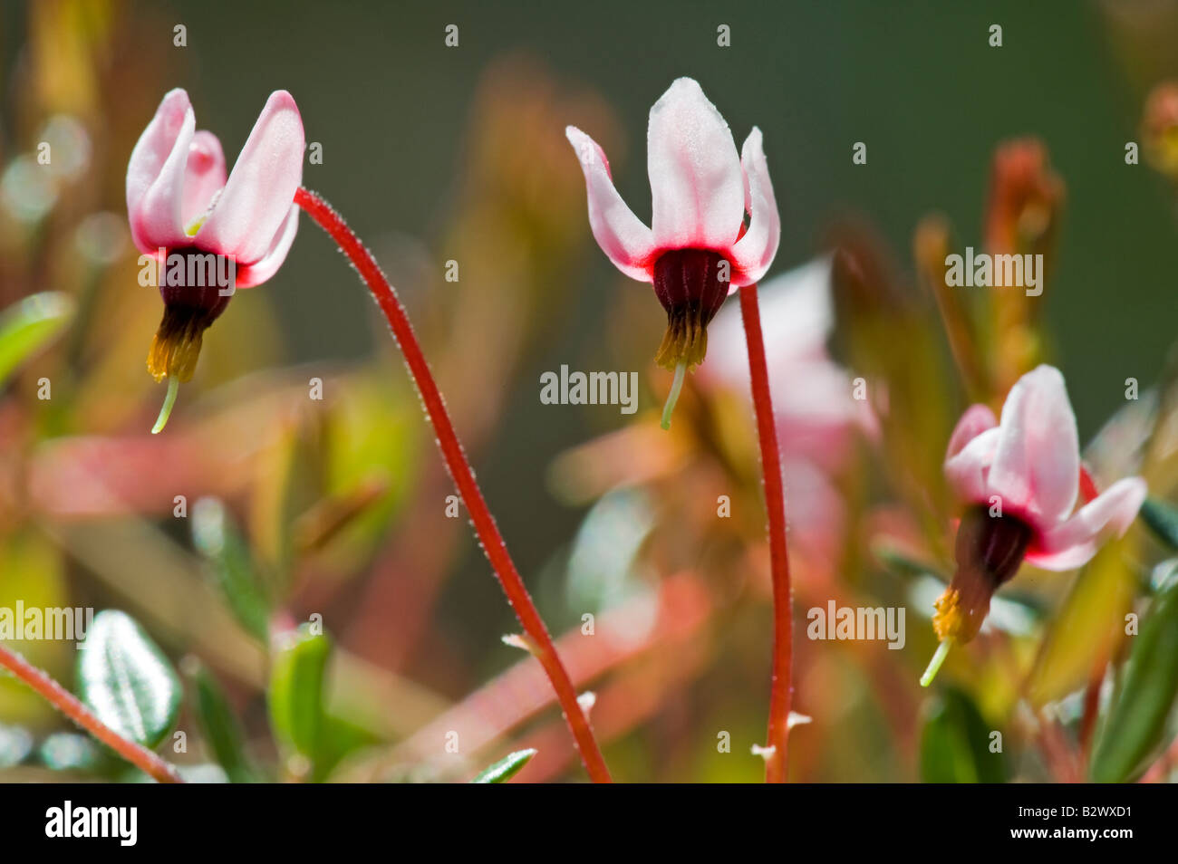 Cranberry Vaccinium oxycoccus flowers Stock Photo - Alamy