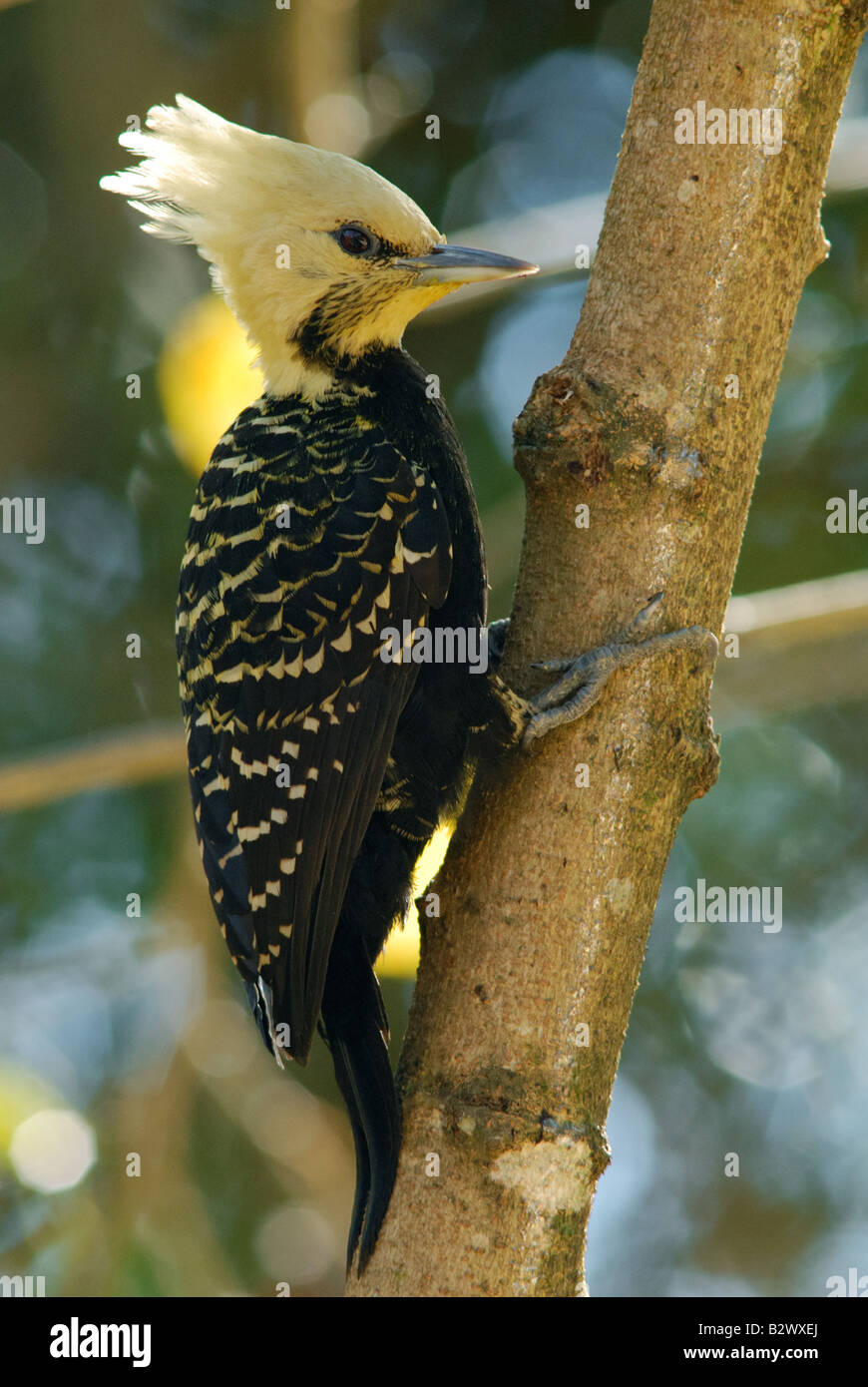 Woodpecker Bird Climbing High Resolution Stock Photography and Images ...