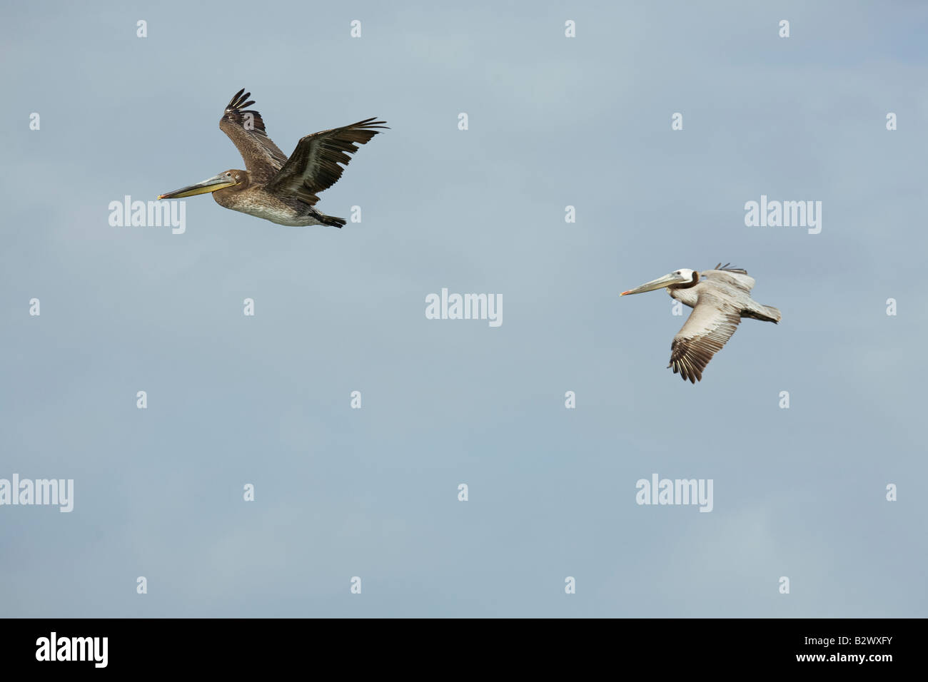 A juvenile and adult breeding Brown Pelican, Pelecanus occidentalis ...