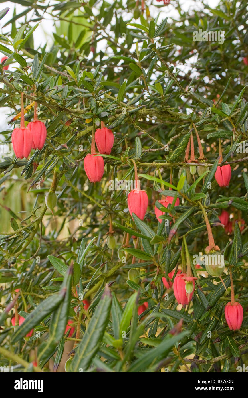 Lantern like flowers hi-res stock photography and images - Alamy