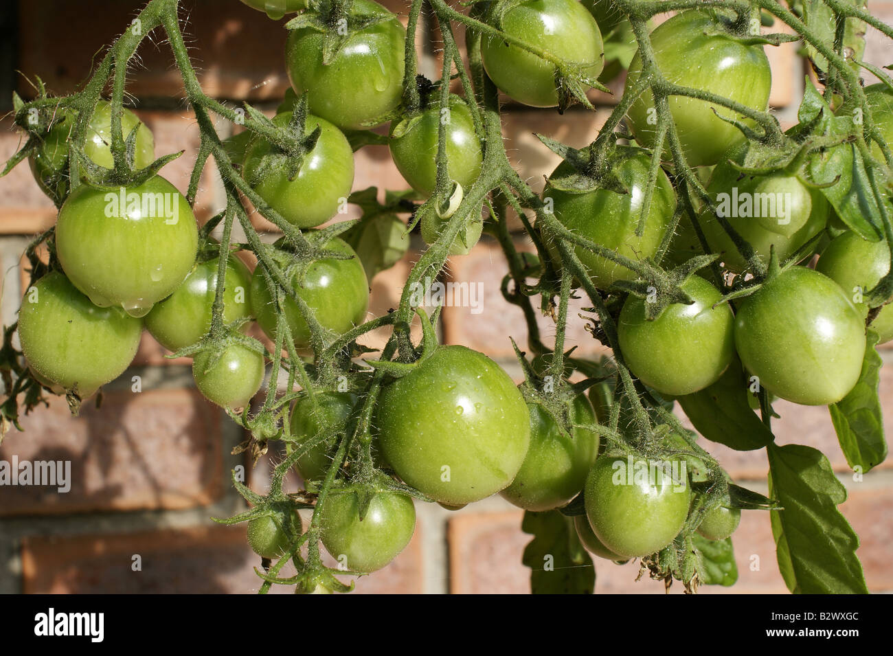 Photograph of small green tomatoes hi-res stock photography and images ...