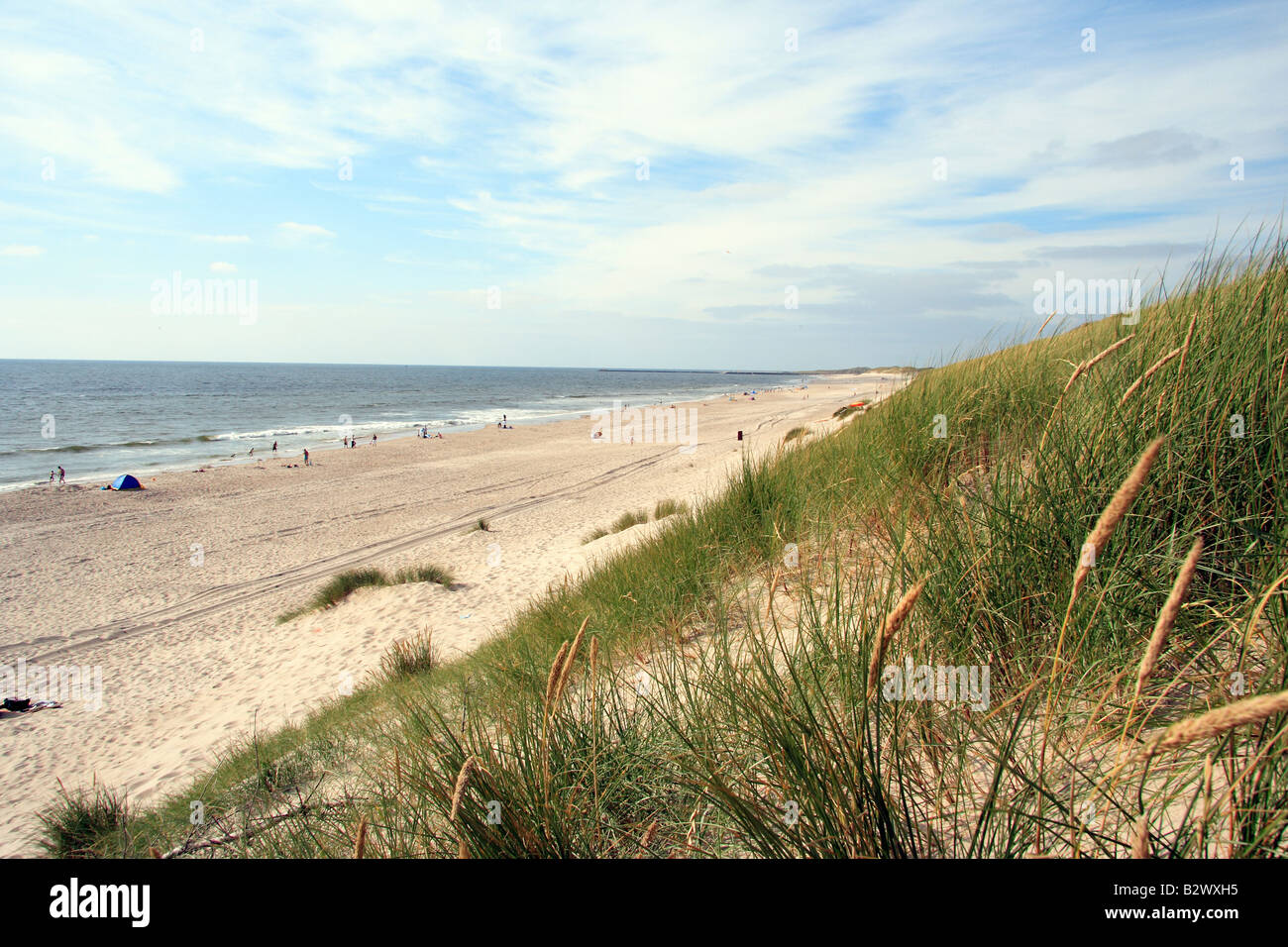 Reed and dunes at the North Sea coast, Hvide Sande, Denmark Stock Photo ...