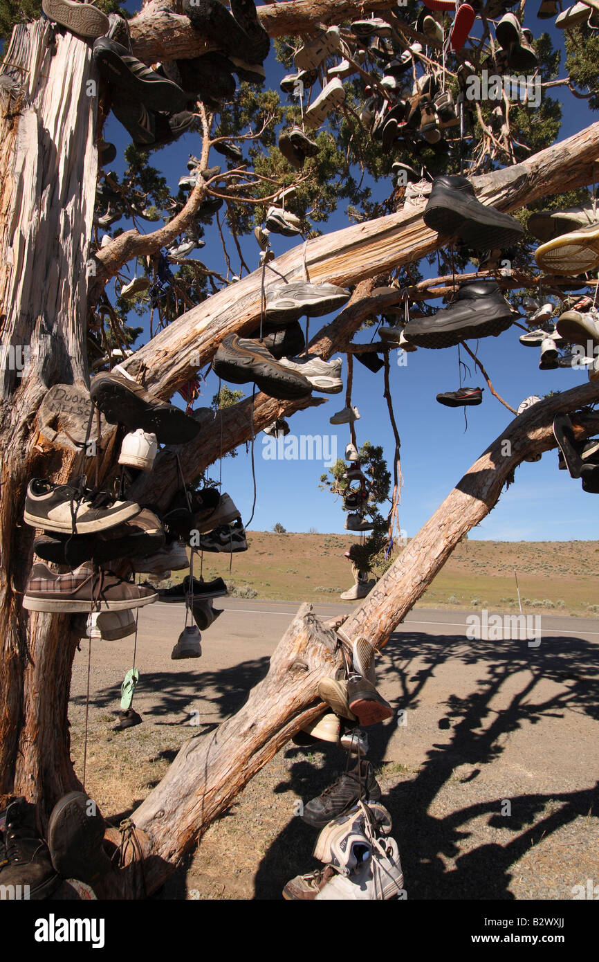 Close-up Shoe Tree Stock Photo - Alamy