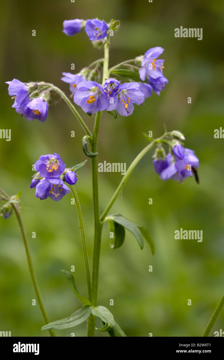 Polemonium caeruleum hi-res stock photography and images - Alamy