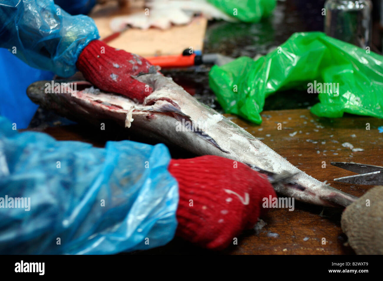 Fish Cutting Factory Stock Photos & Fish Cutting Factory Stock Images ...
