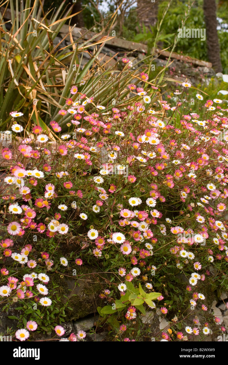 Erigeron karvinskianus mucronatus hi-res stock photography and images ...