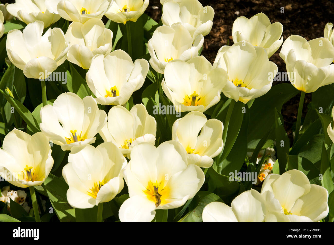 Ivory flowers hi-res stock photography and images - Alamy