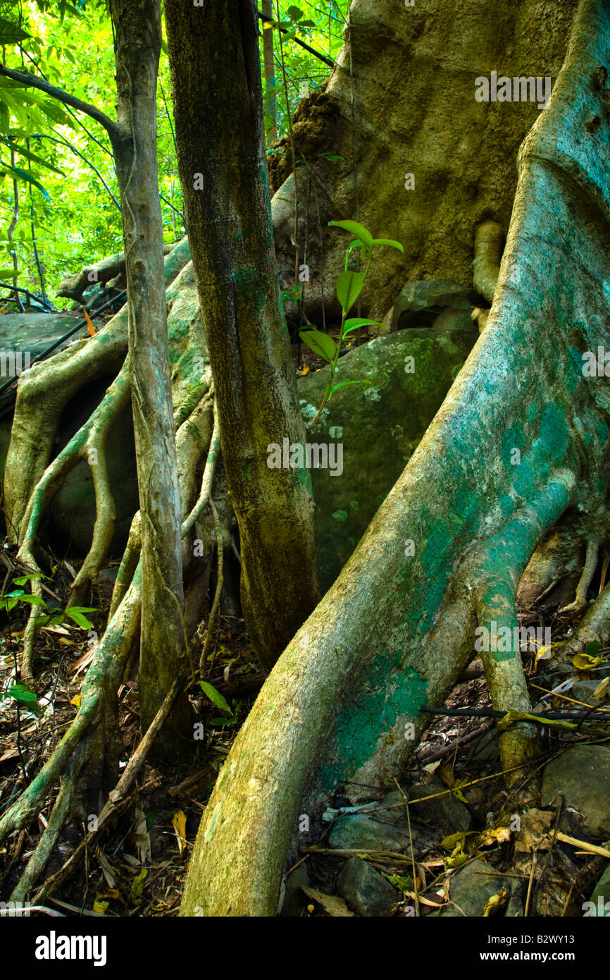 Laos Ban Na Hin Typical native trees and vegetation in woodland in the ...