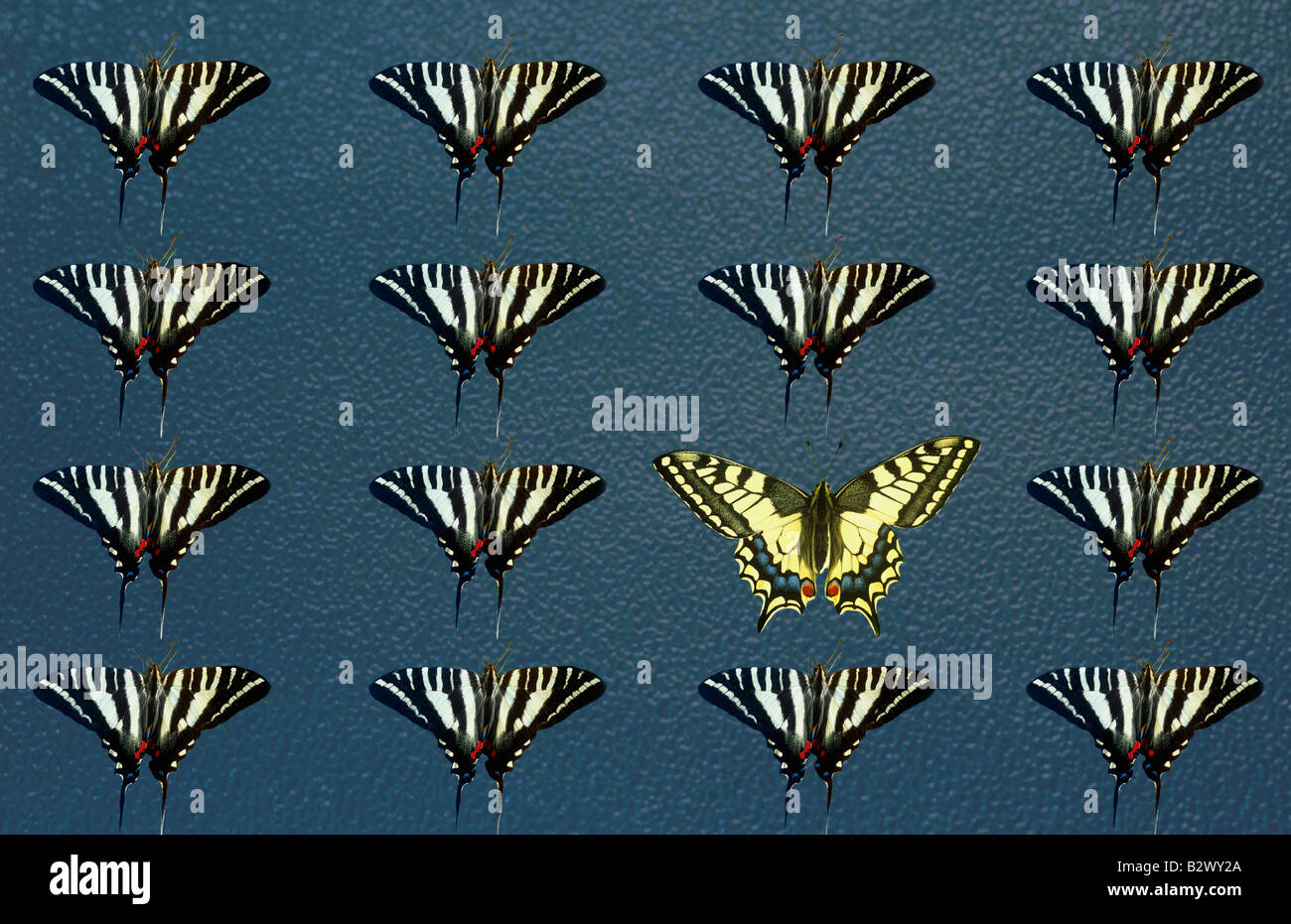 Butterflies collection hi-res stock photography and images - Alamy