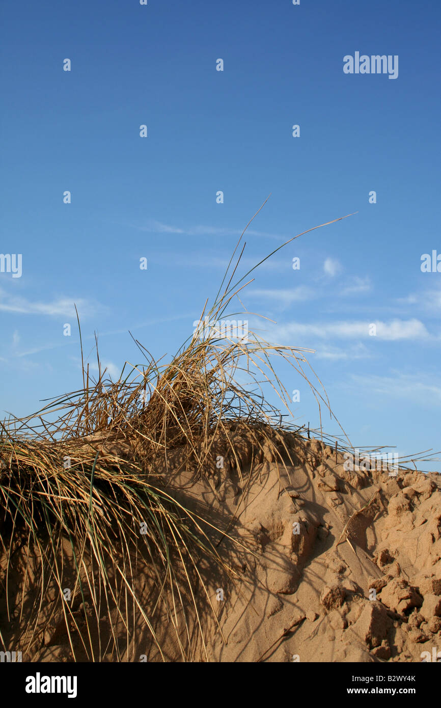 Tufts of grass on top of a sand dune Stock Photo - Alamy