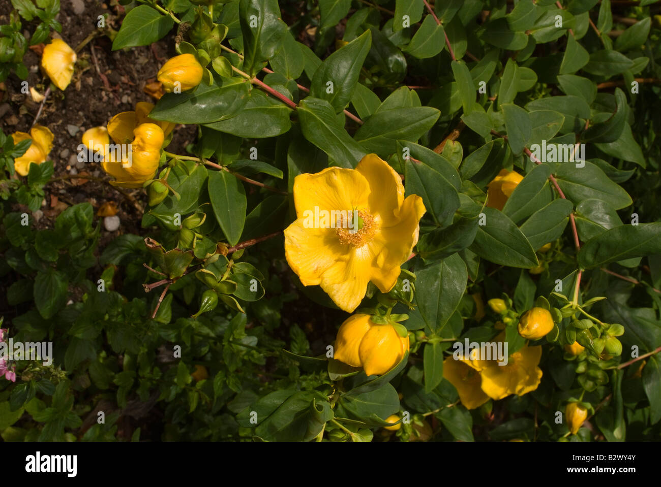 Yellow Flowers of Hypericum Rowallane Shrub in Logan Botanic Garden ...