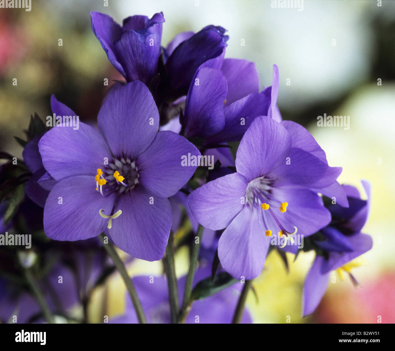 Blooms of bressingham hi-res stock photography and images - Alamy
