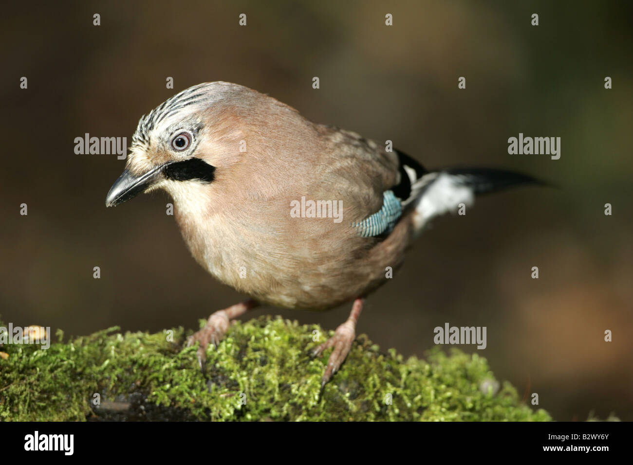Jay Feeding High Resolution Stock Photography and Images - Alamy