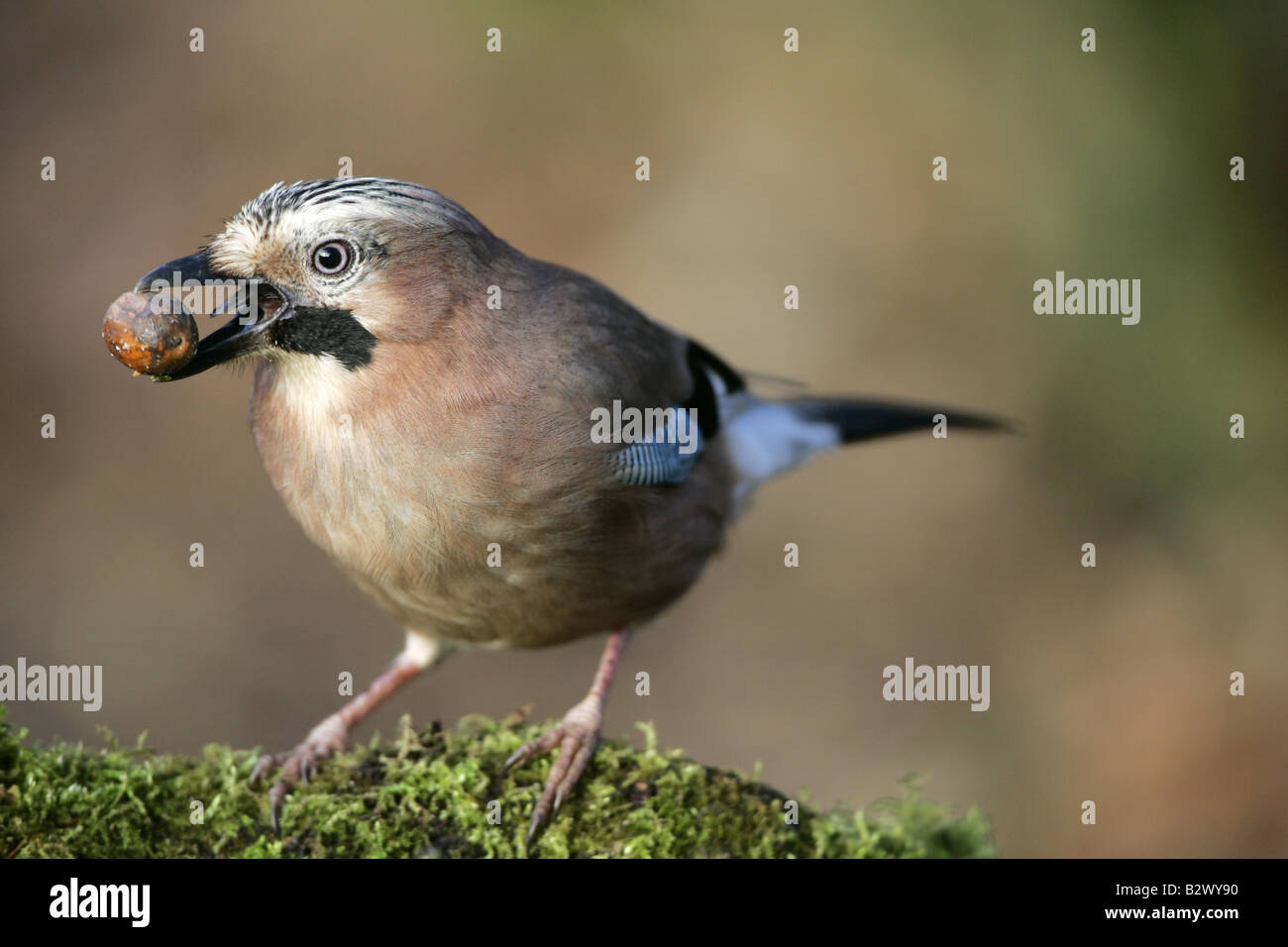 Jay bird uk hi-res stock photography and images - Alamy