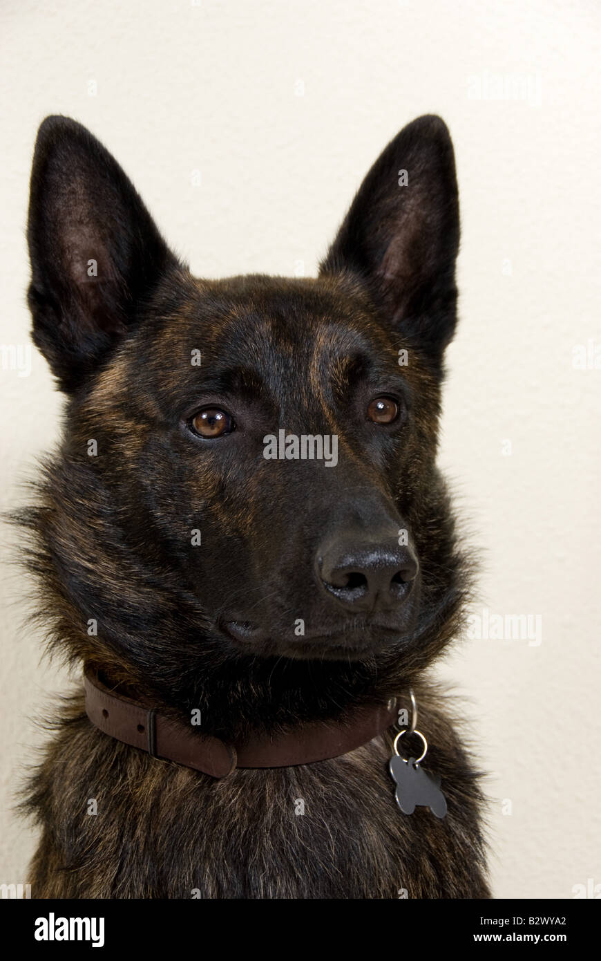 Dutch Shephard Pedigree Dog Stock Photo - Alamy
