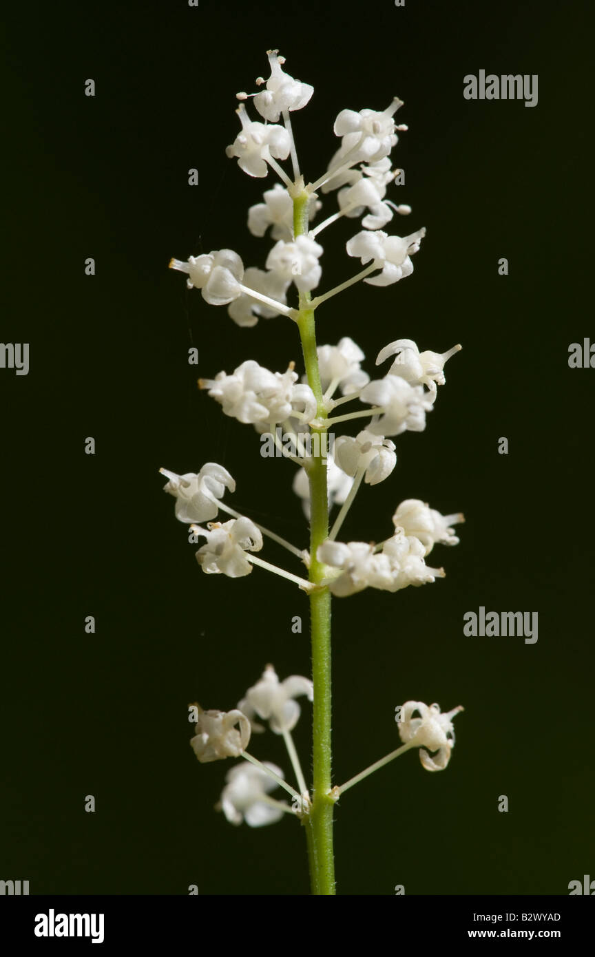 May Lily Maianthemum bifolium flower head Stock Photo - Alamy
