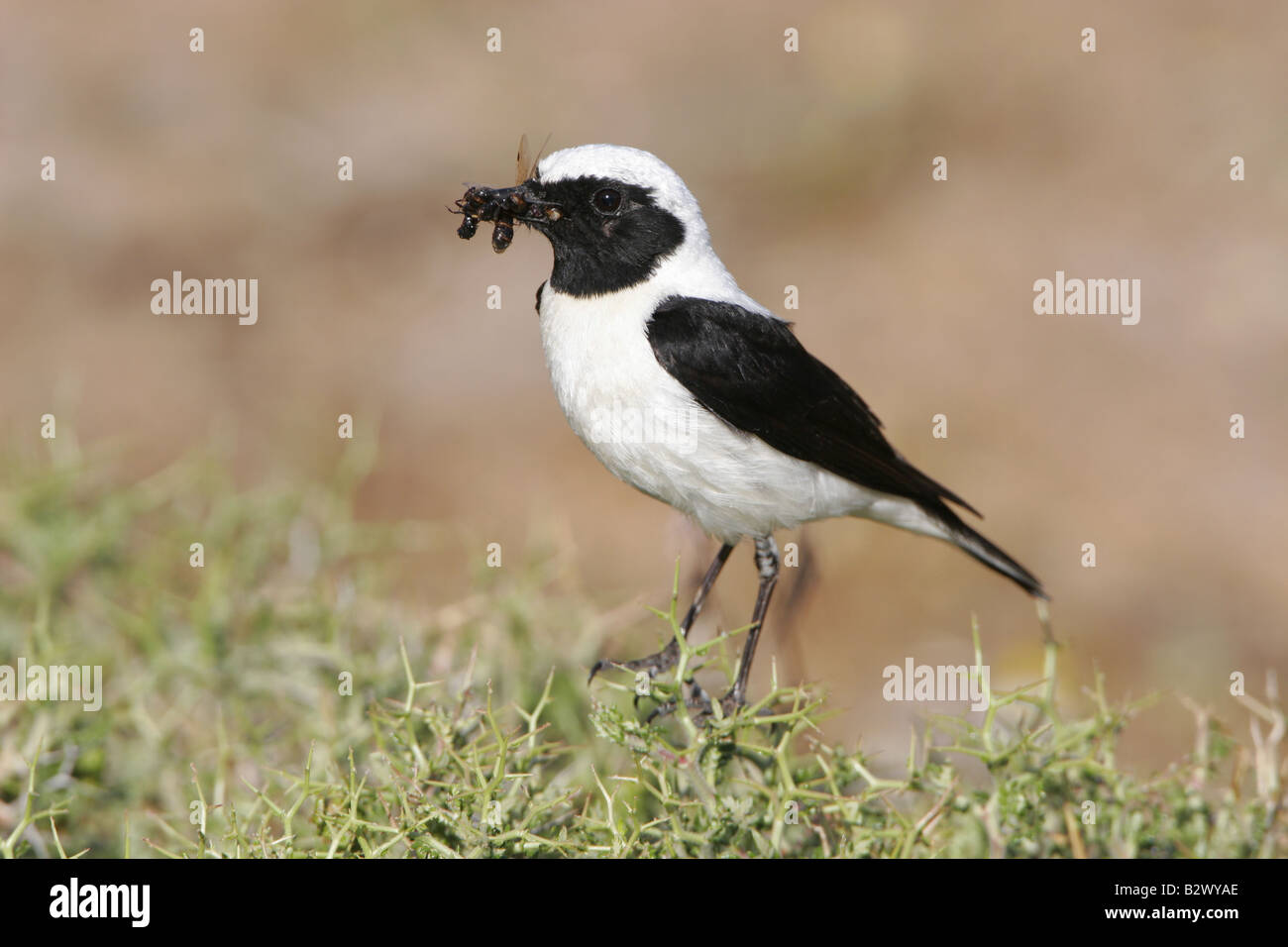 Male Black eared Wheatear with food in beak Stock Photo - Alamy