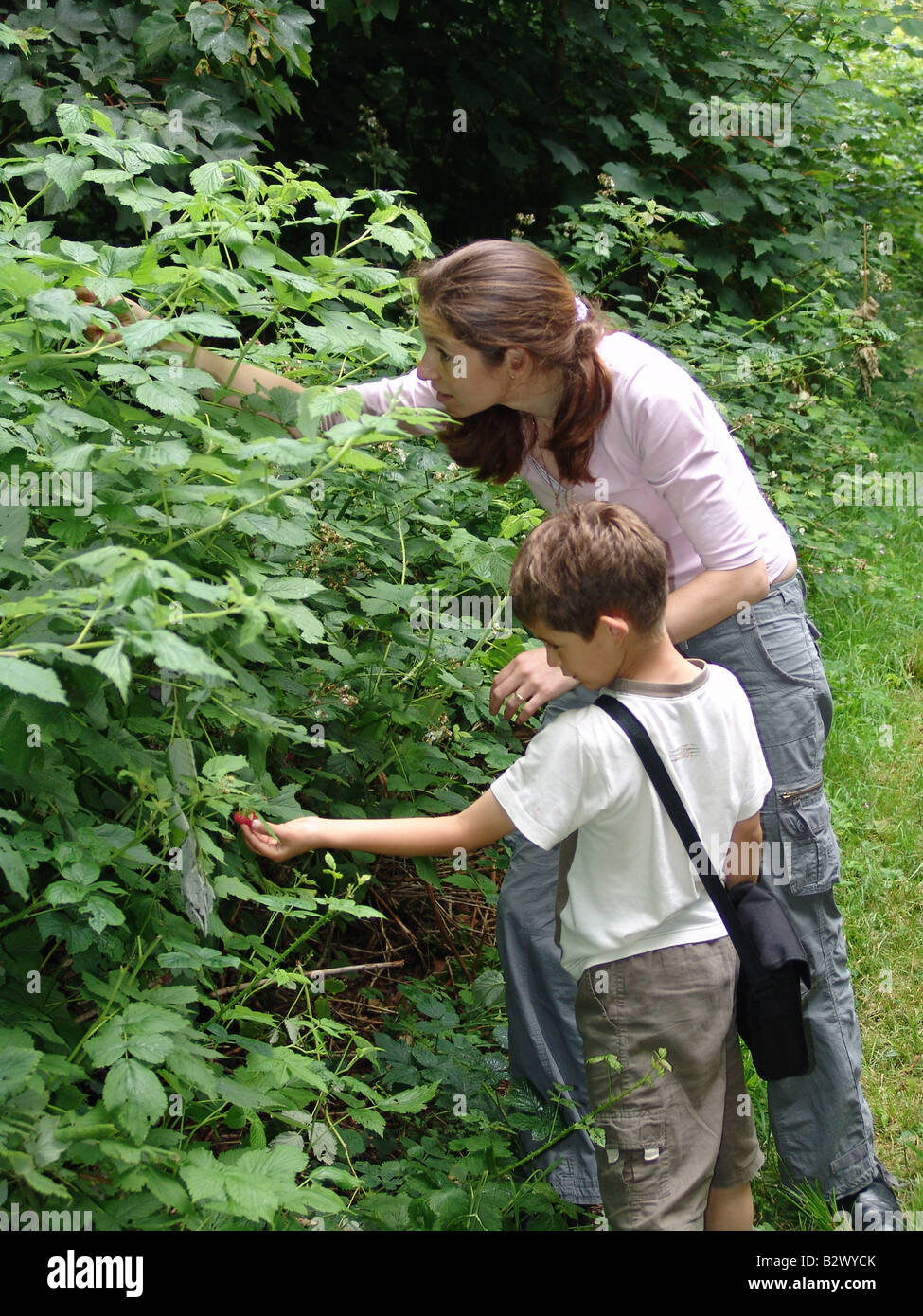 A boy and his mother picking raspberries near Bridlingto, england Stock ...