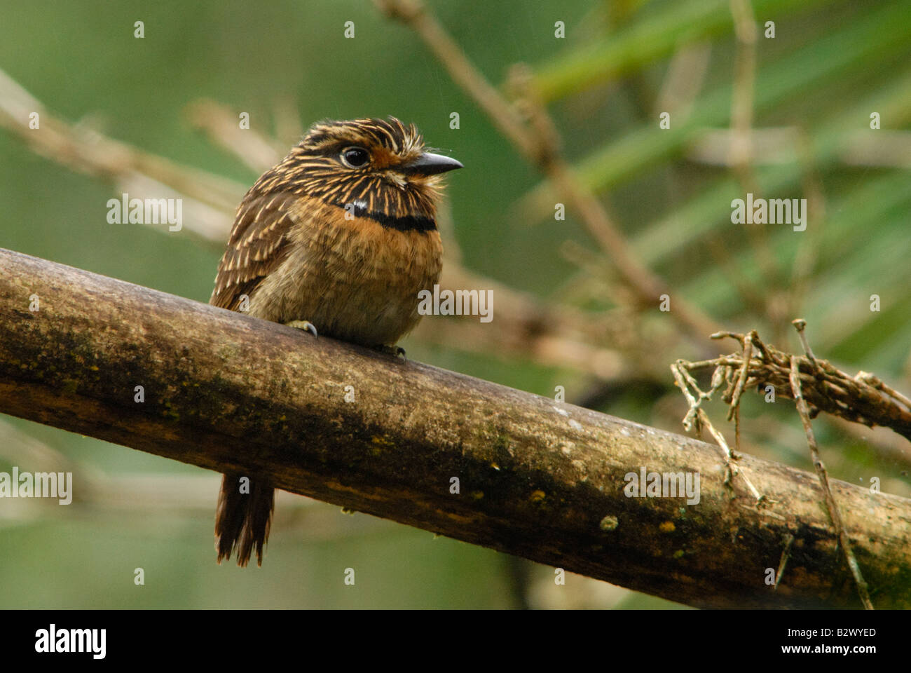 Crescent chested puffbird hi-res stock photography and images - Alamy