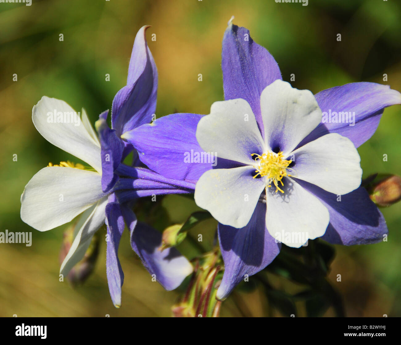 Columbine colorado state flower hi-res stock photography and images - Alamy