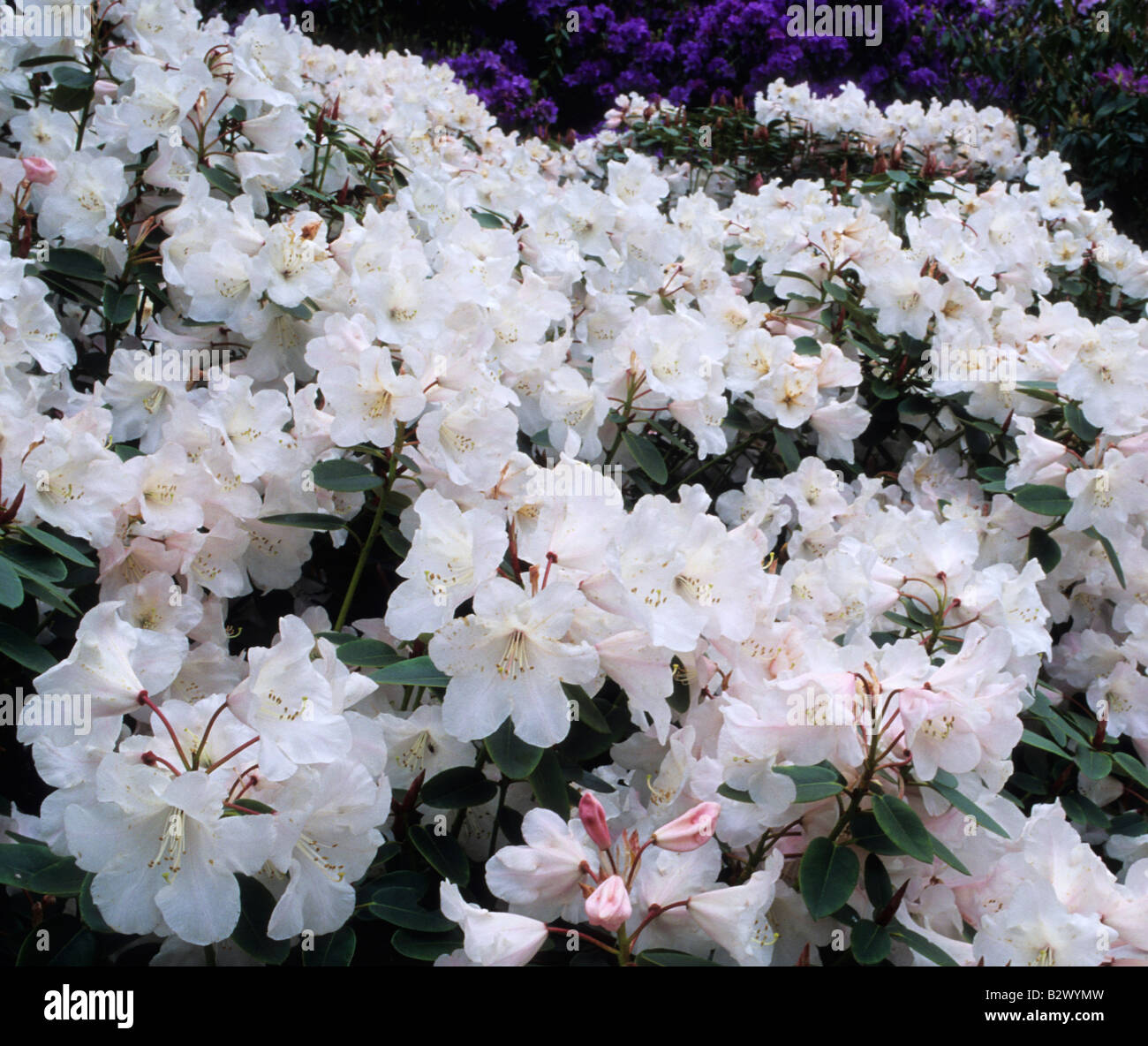 Pipaluk hi-res stock photography and images - Alamy