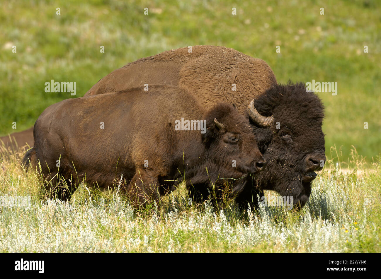 Female Bison
