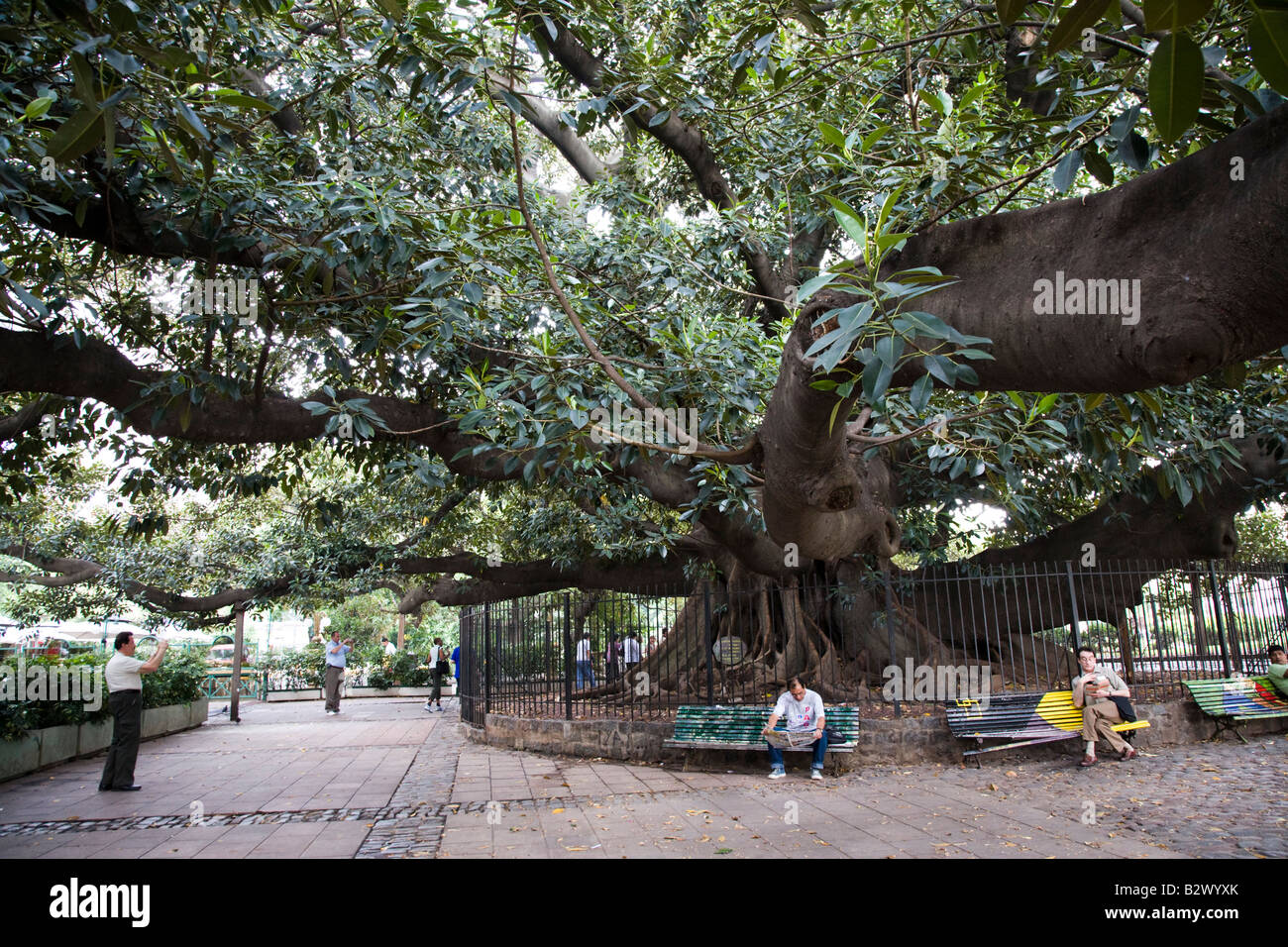 Rubber tree hi-res stock photography and images - Alamy