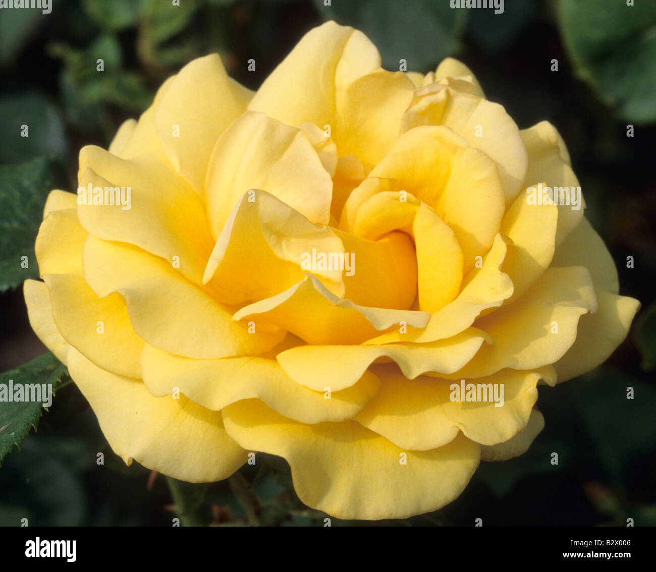 ö¡ rosa hi-res stock photography and images - Alamy