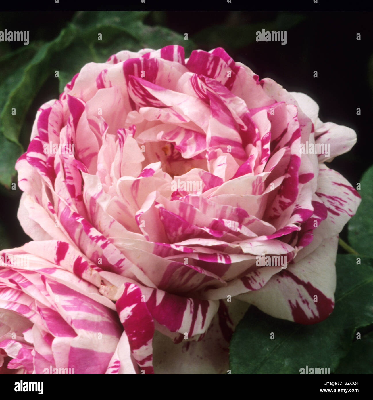 shrub rose Rosa Variegata du Boulogne Stock Photo - Alamy