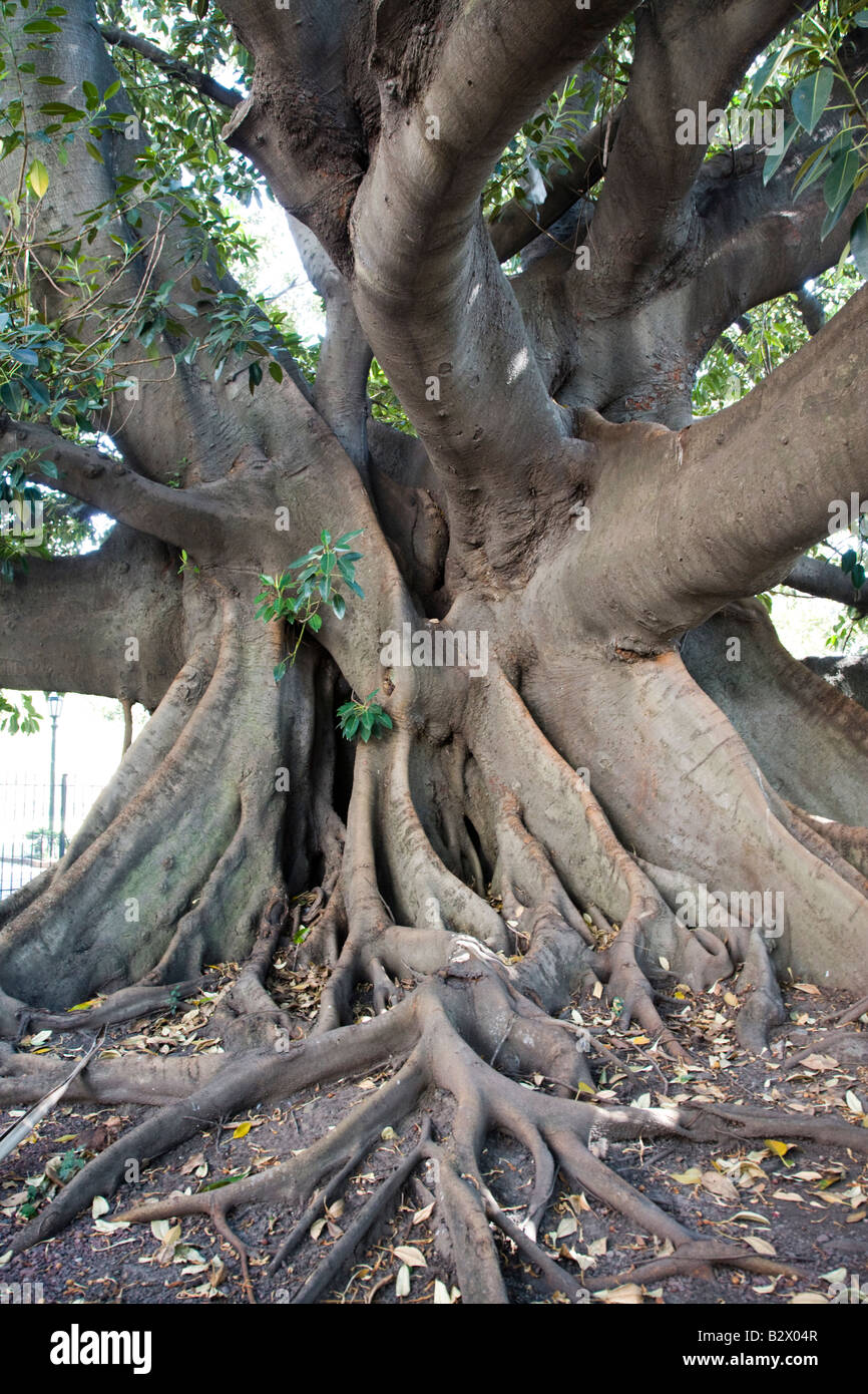 Rubber tree south america hi-res stock photography and images - Alamy