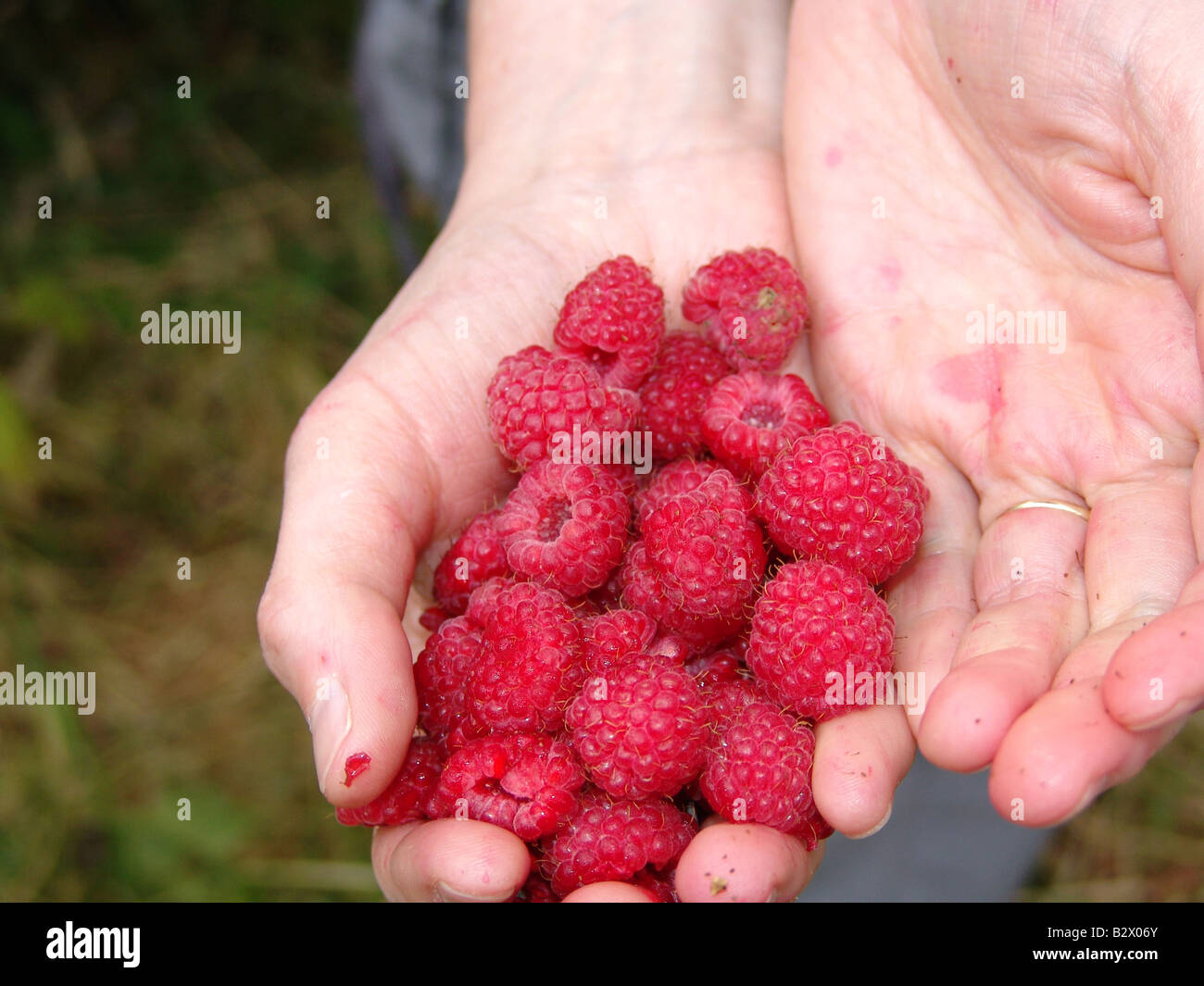 Two hands holding raspberries Stock Photo - Alamy