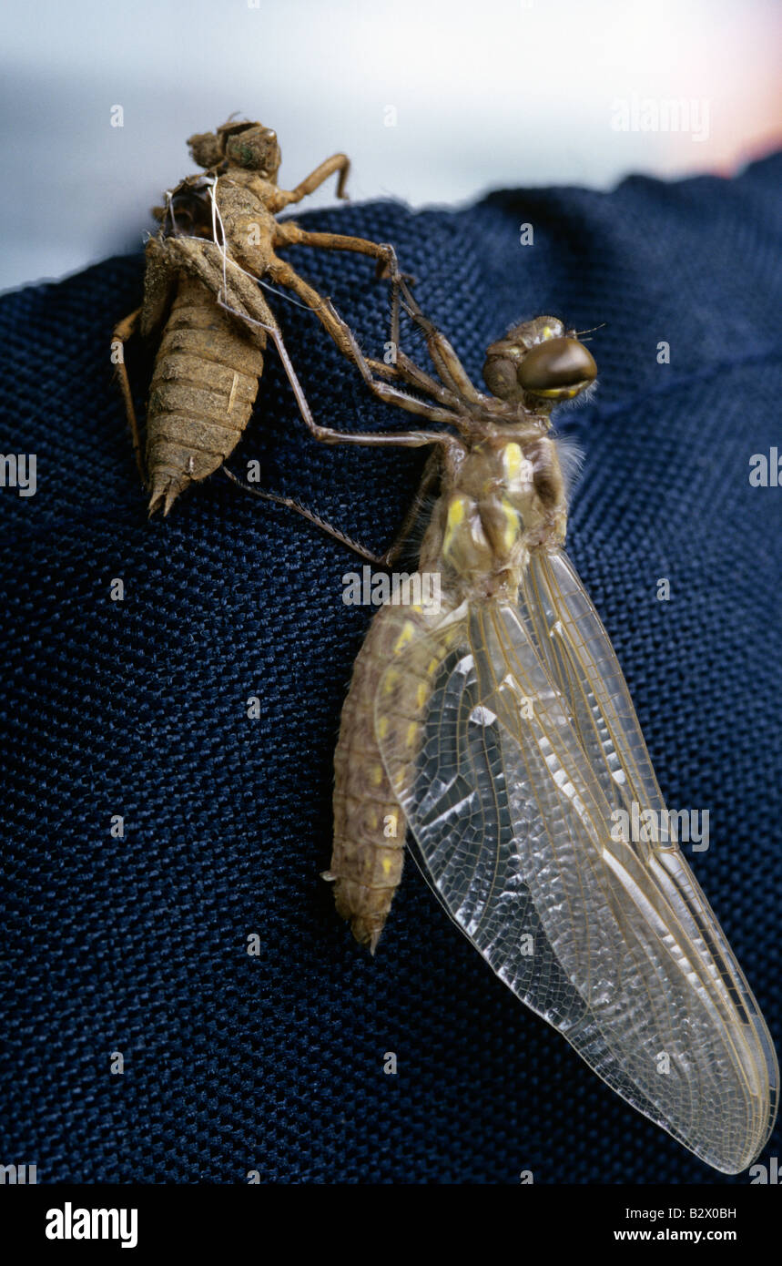 Dragonfly emerging from larva cocoon Stock Photo - Alamy