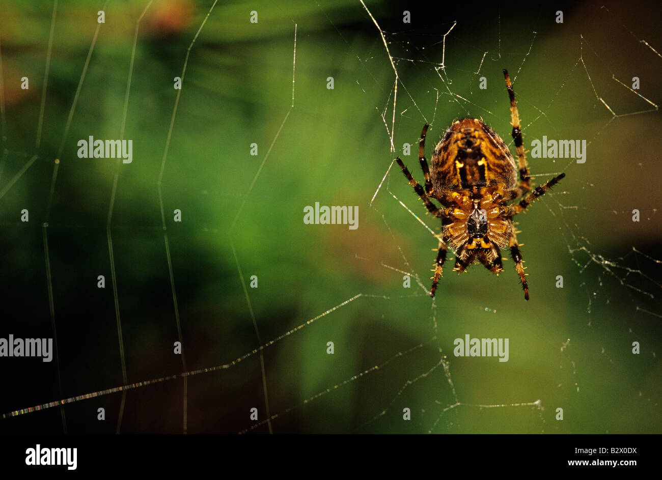 Trap torn hi-res stock photography and images - Alamy