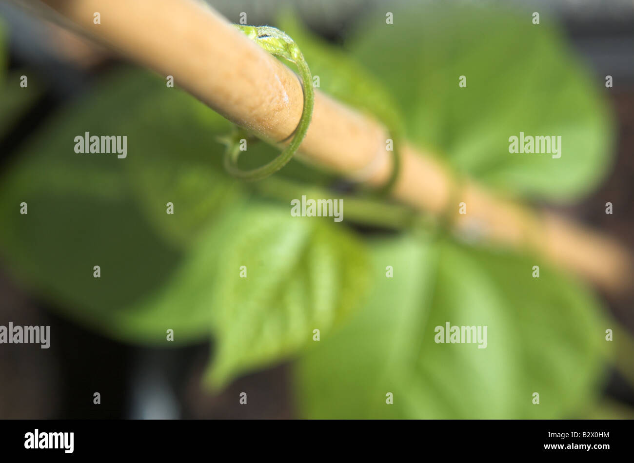 close-up of bean plant growing in allotment on bamboo canes in tendrils ...