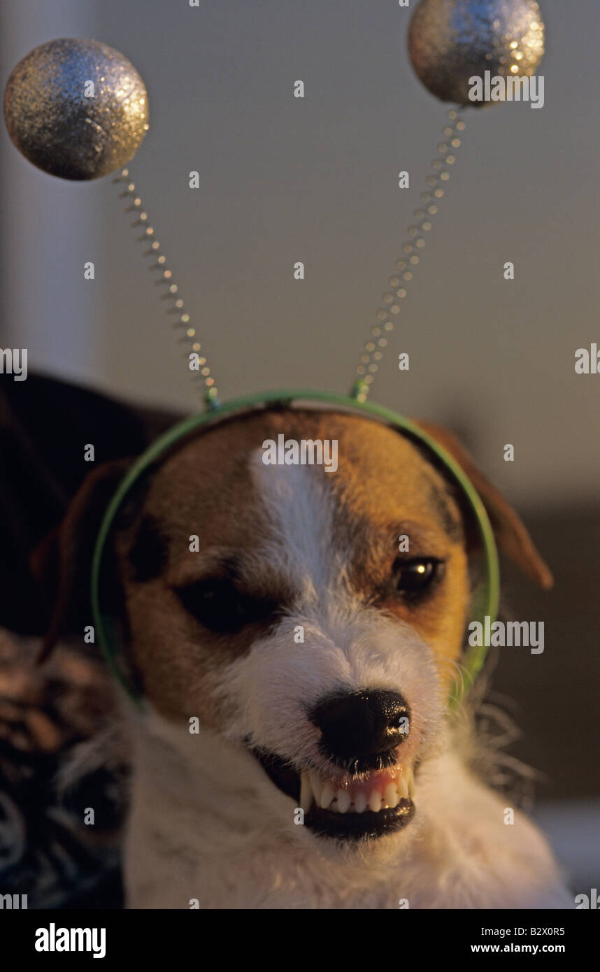 Jack Russell Terrier wearing alien antennas growling and snarling Stock ...