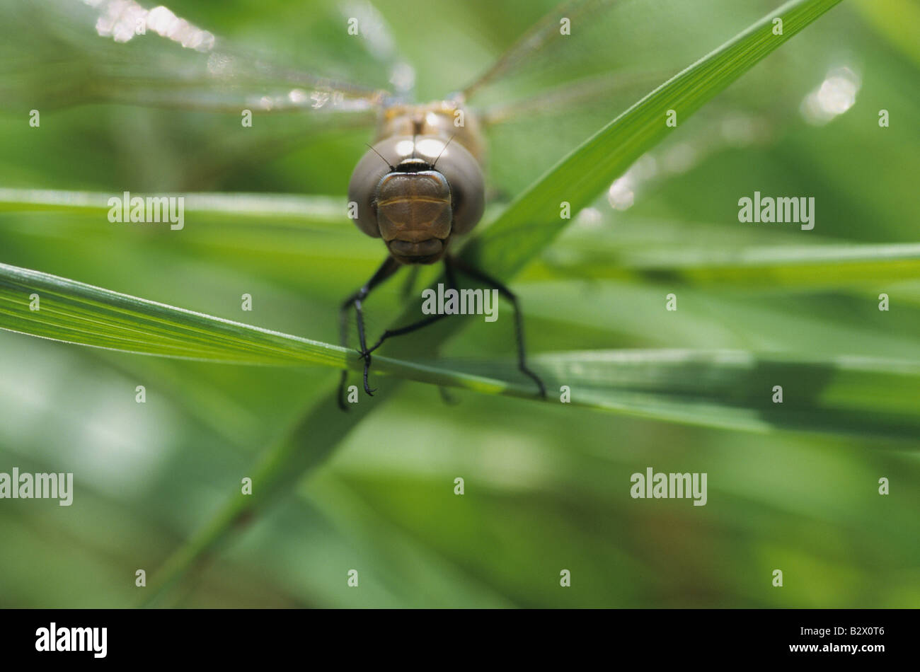 Dragonfly on a blade of grass by marsh close up Lake Pleasant Bothell ...