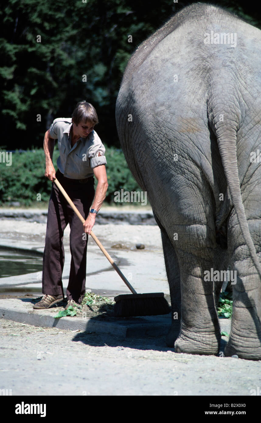 Zoo keeper sweeping up elephant mess at the Woodland Park Zoo Seattle ...