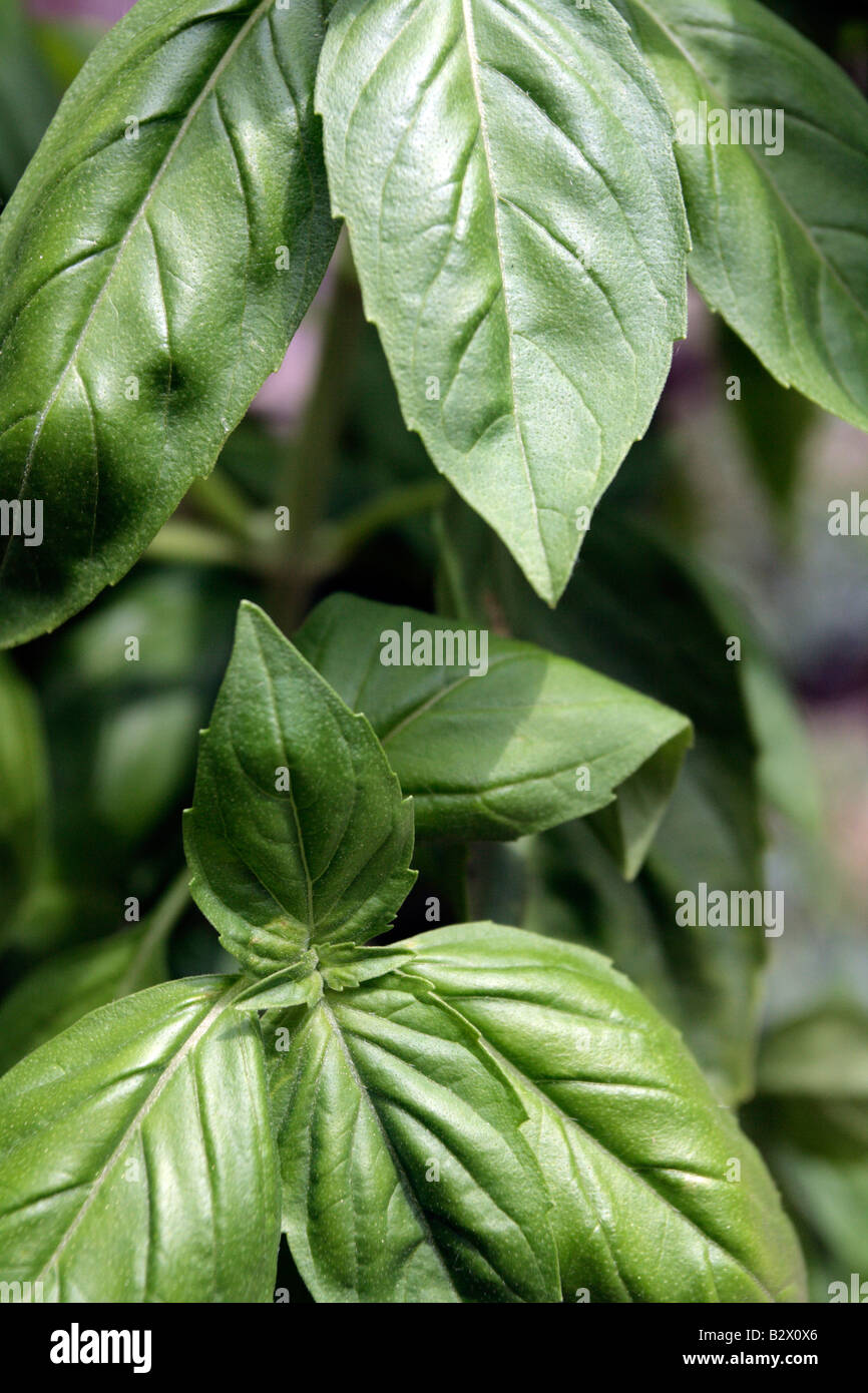 Whole basil hi-res stock photography and images - Alamy