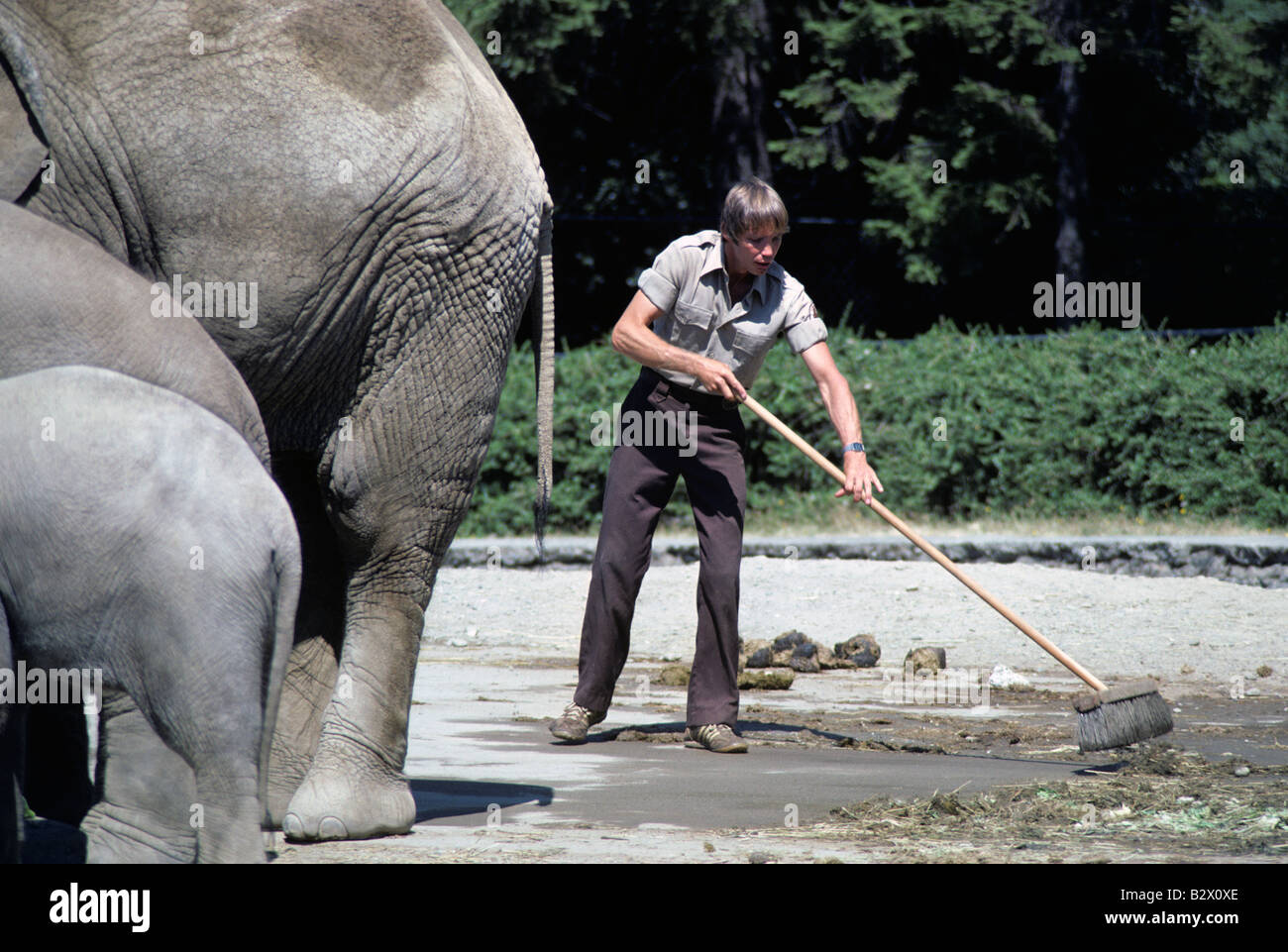 Zoo keeper sweeping up elephant mess at the Woodland Park Zoo Seattle ...