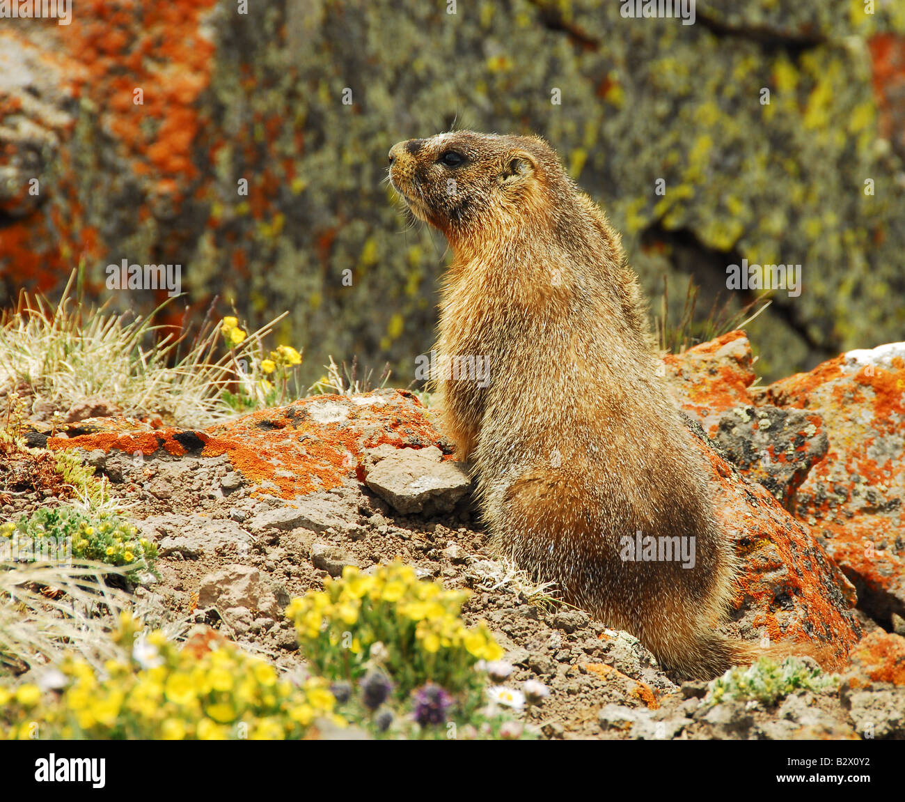 Red marmot hi-res stock photography and images - Alamy