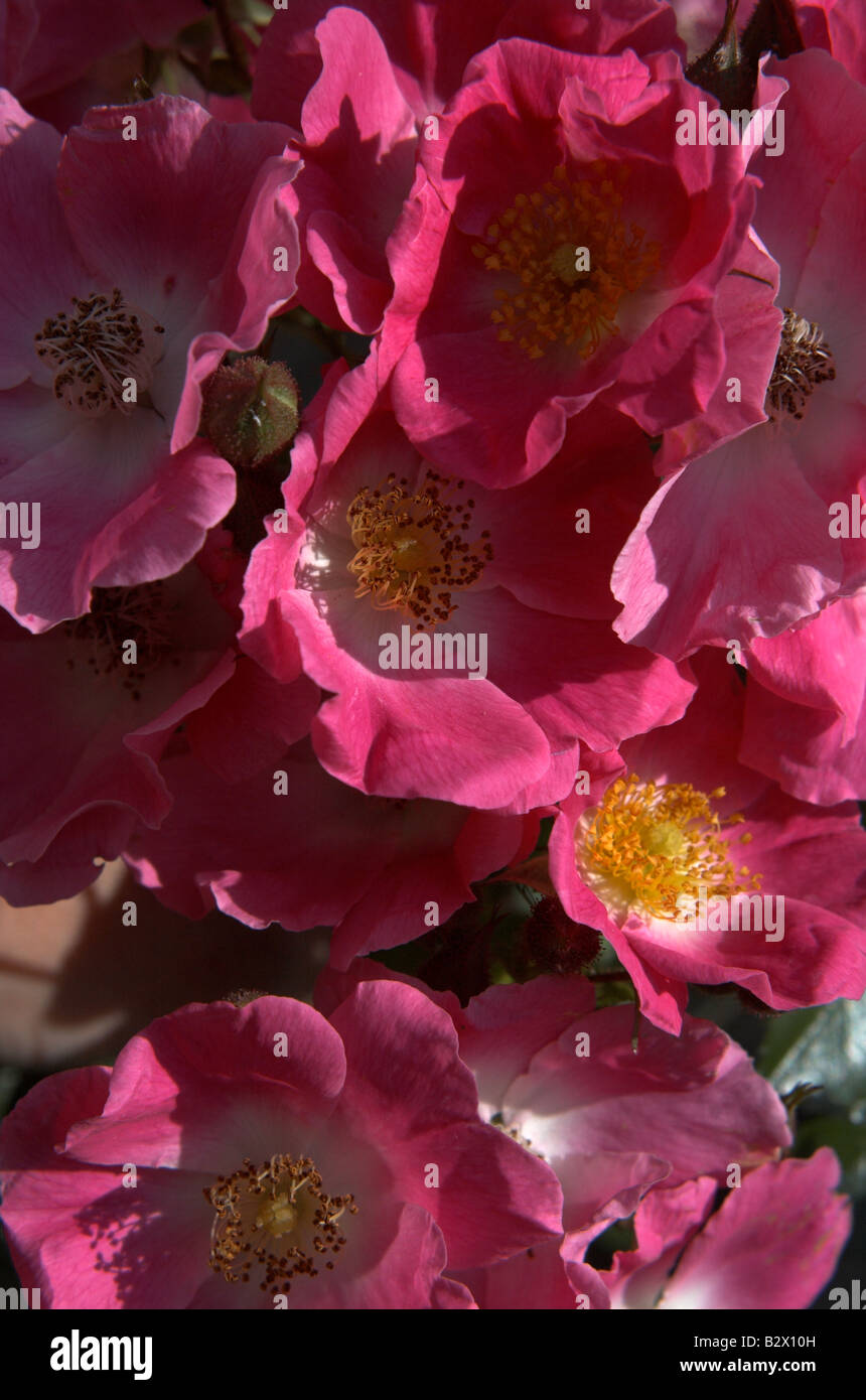 Fuchsia roses hi-res stock photography and images - Alamy