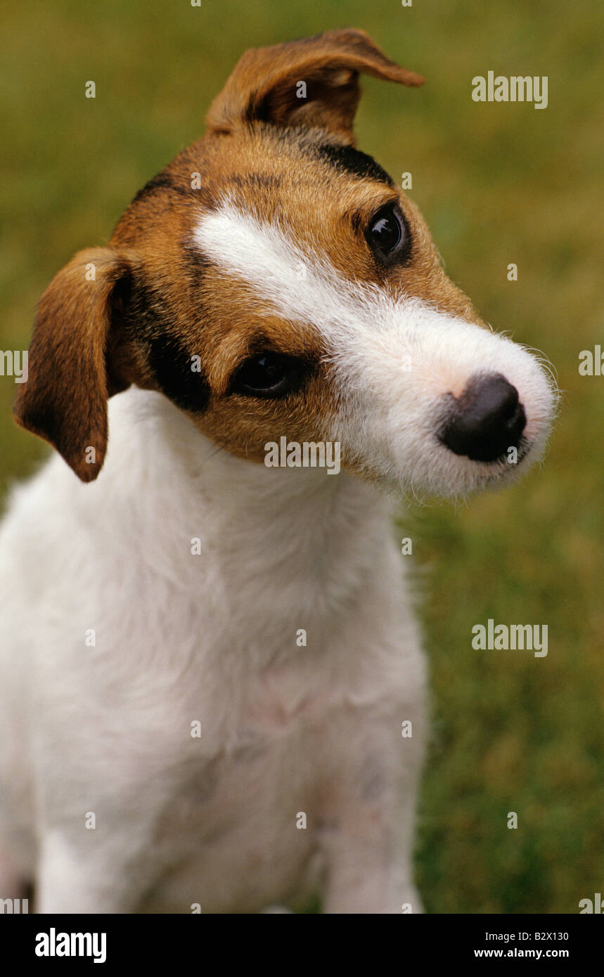 Jack Russell Terrier alertly looking at camera with head tilted Stock ...