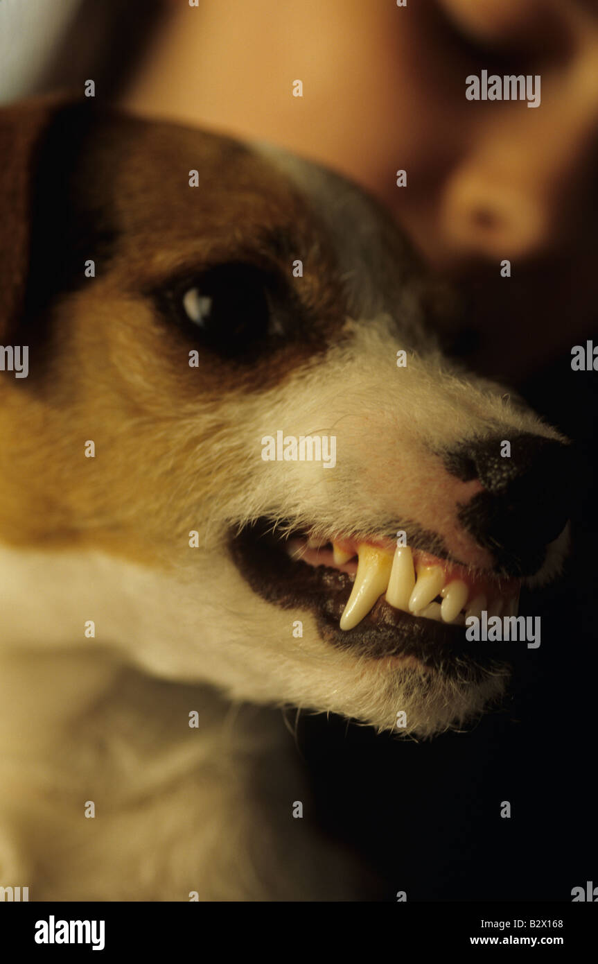 Dog snarling terrier hi-res stock photography and images - Alamy