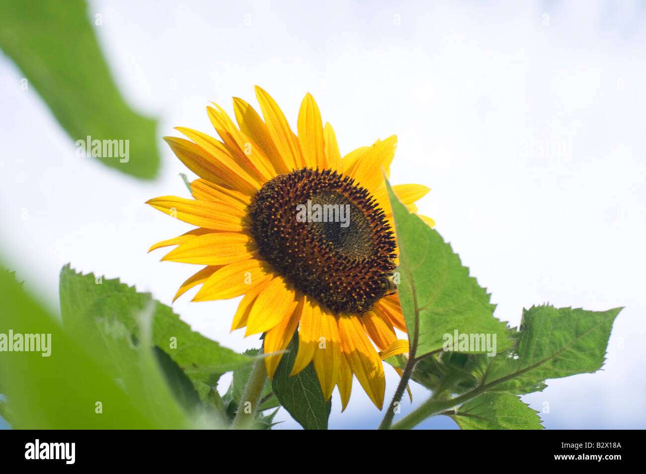 sunflower in bloom Stock Photo - Alamy