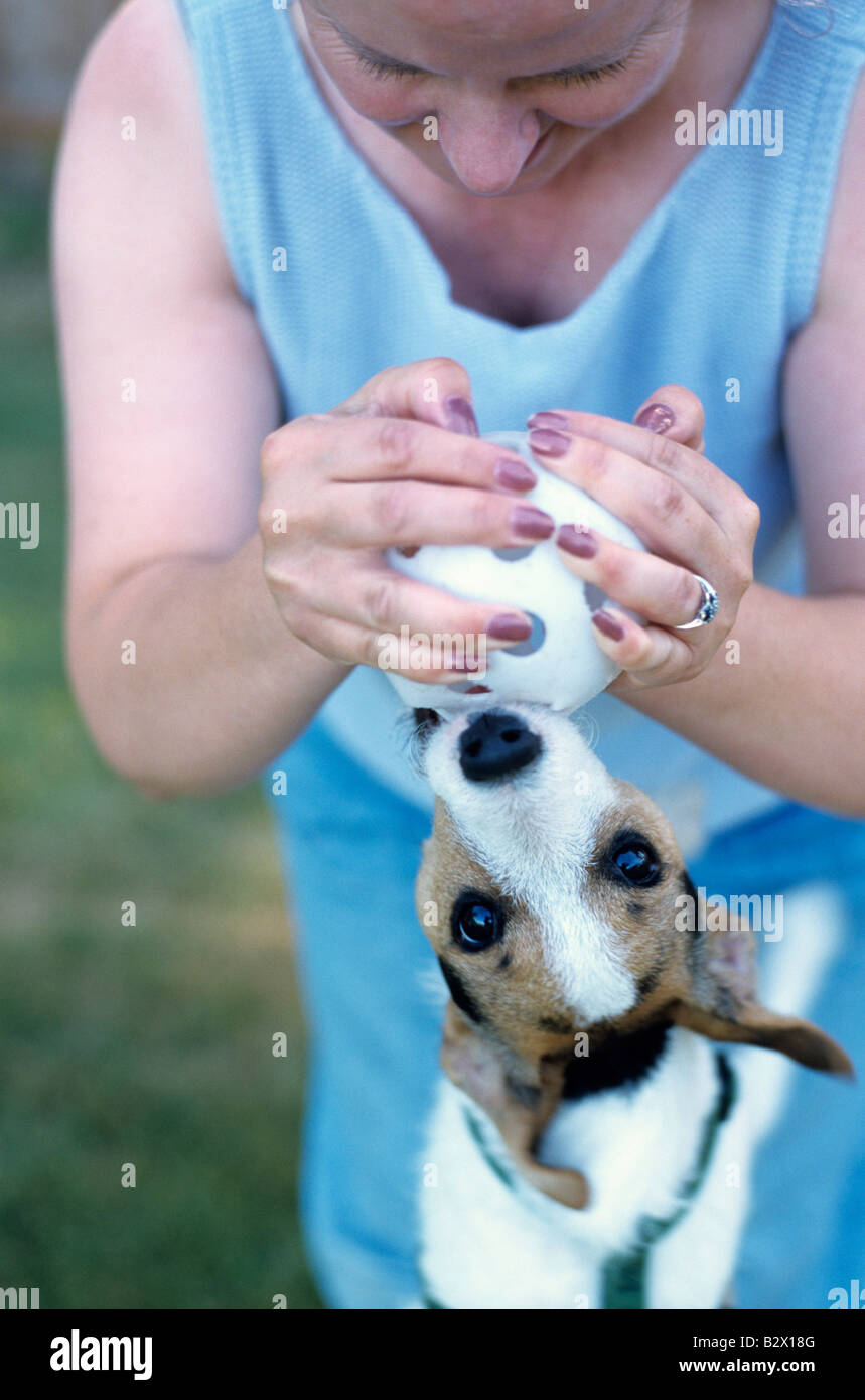 Woman holding wuffle ball with Jack Russell Terrier biting it and ...