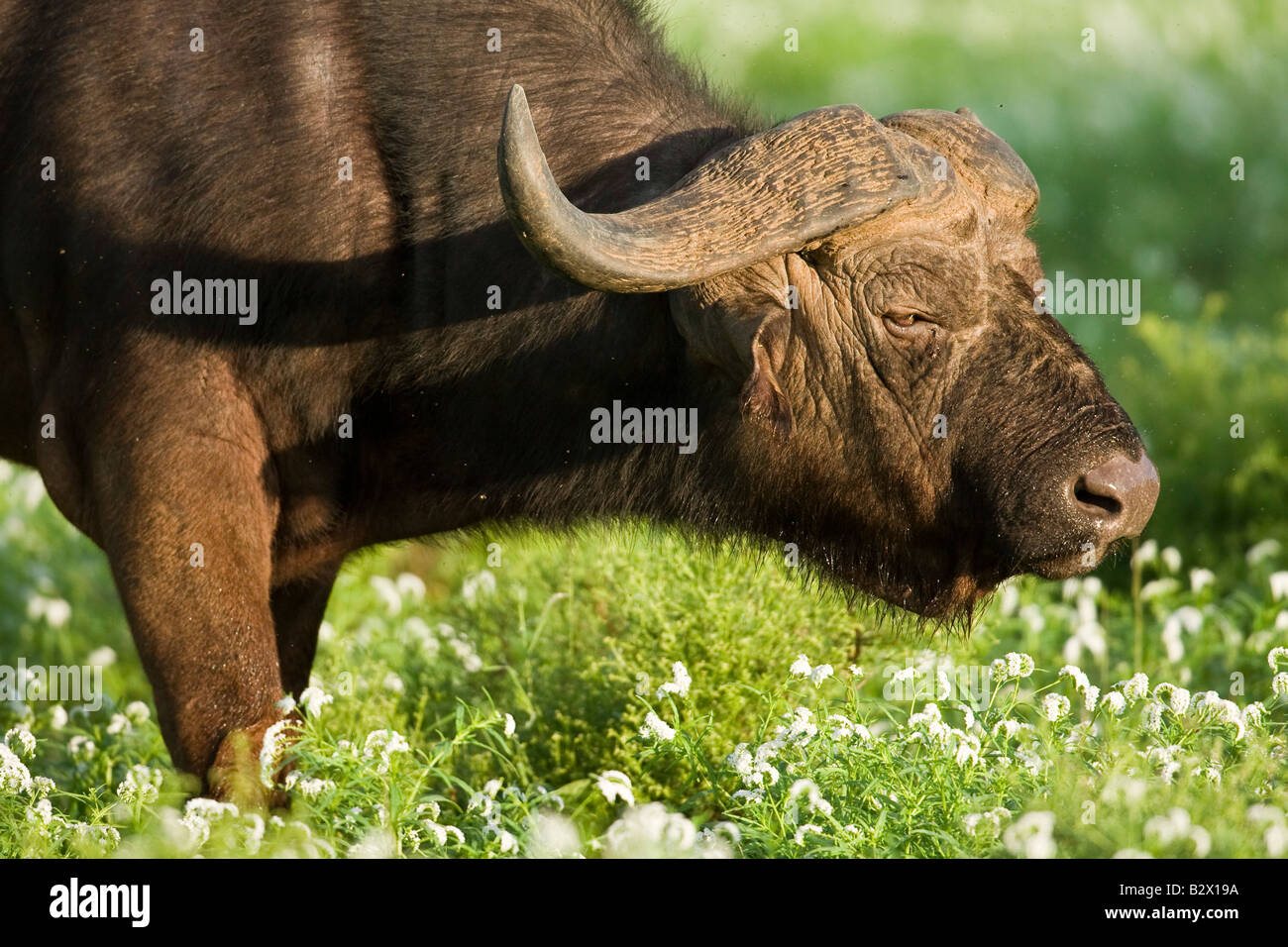 Cape Buffalo (Syncerus caffer) Feeding amongst green grasses and white ...