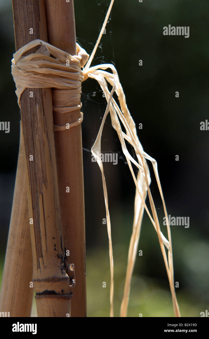 Raffia tying up bamboo cane sticks to prop out vegetable growth Stock ...