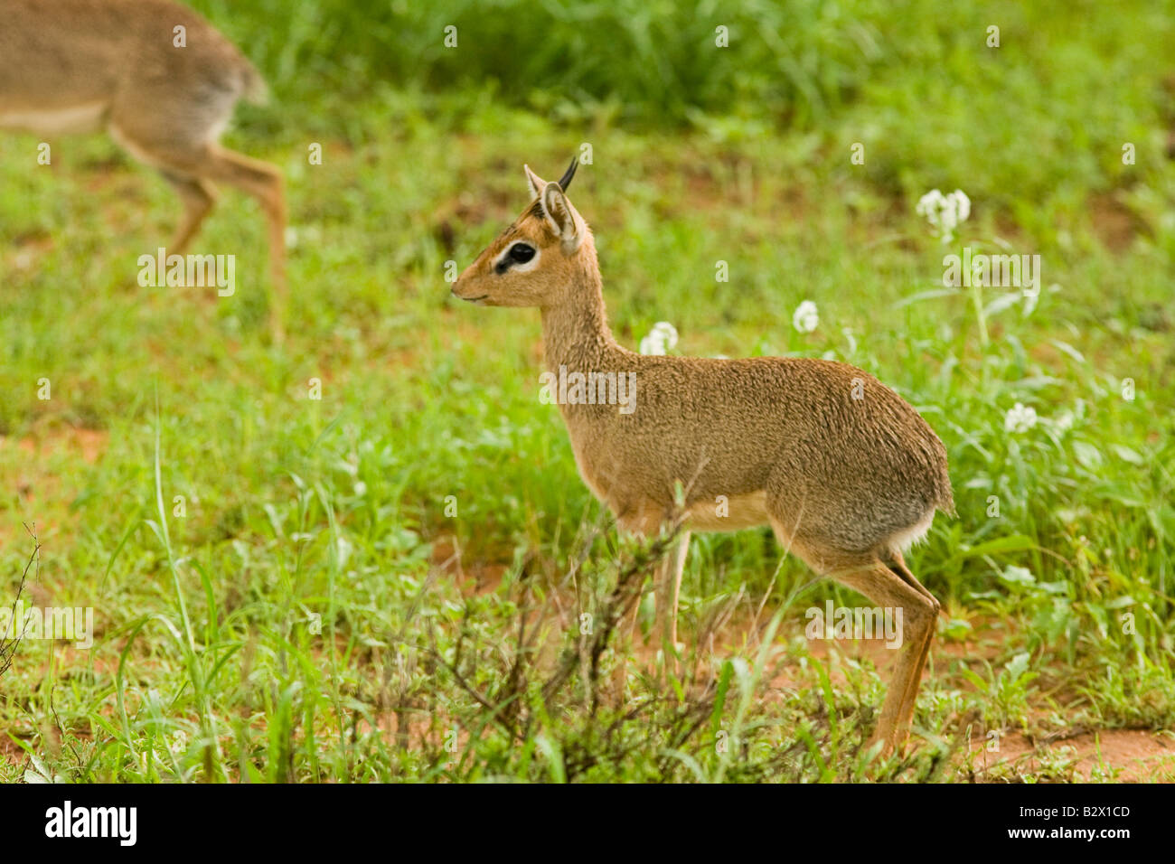 Kirks Dik Dik (Madoqua kirkii Stock Photo - Alamy