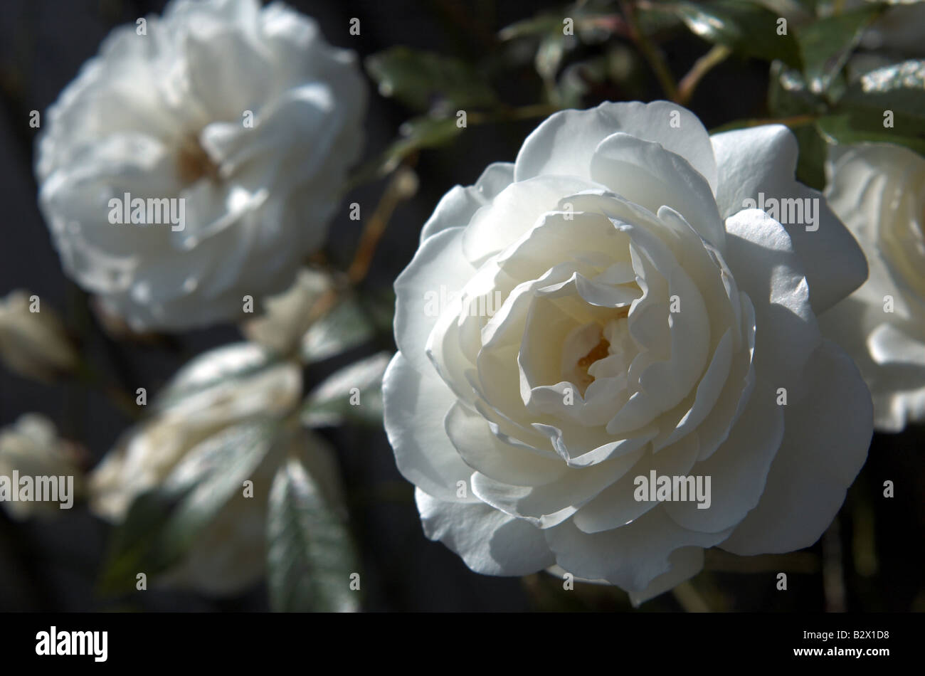Close up perfect rose bush hi-res stock photography and images - Alamy